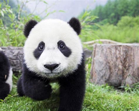 Panda Bear Cubs Wallpaper