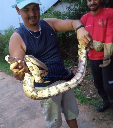 Jiboia de 1 5 metros é capturada em área urbana de Pedro II