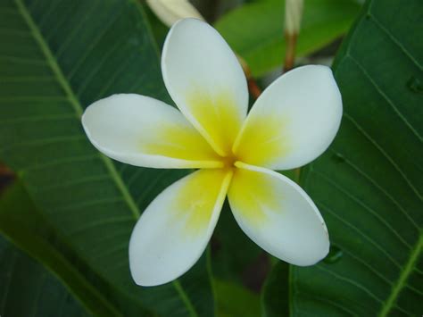 File Frangipani Flower Wikimedia Commons