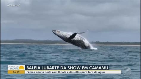VÍDEO Baleia jubarte se exibe ao lado de filhote no litoral sul da