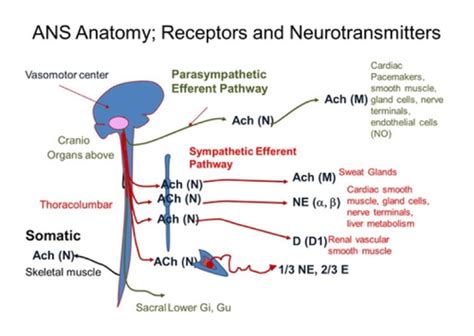 Overview Of Neurotransmission ANS CNS And Some ENS Somatic NS And