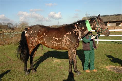 Equine Oncology Flashcards Quizlet