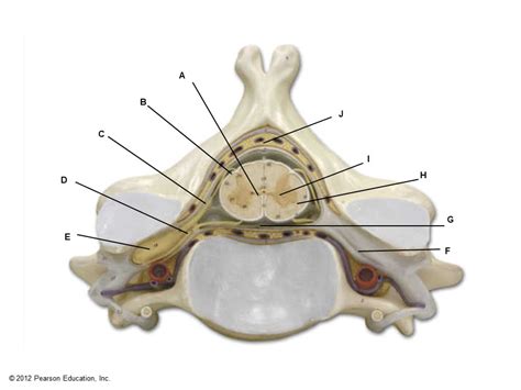 Spinal Cord In Vertebral Canal Cross Section Diagram Quizlet