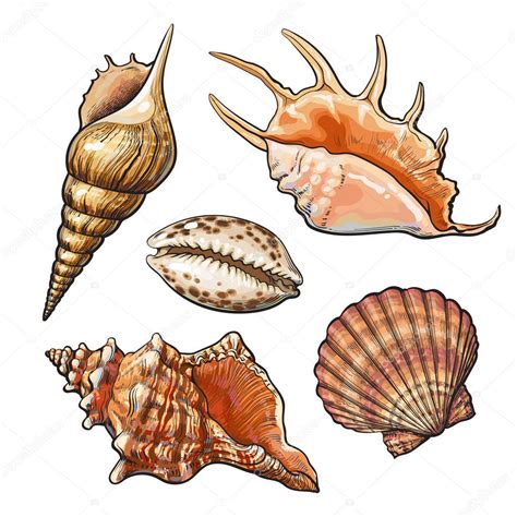 Set Of Various Beautiful Mollusk Sea Shells Isolated Vector