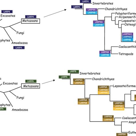 Diagrammatic Representation Of The LARP4 A And LARP6 B Putative