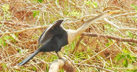 Biguatinga Biofaces Bring Nature Closer