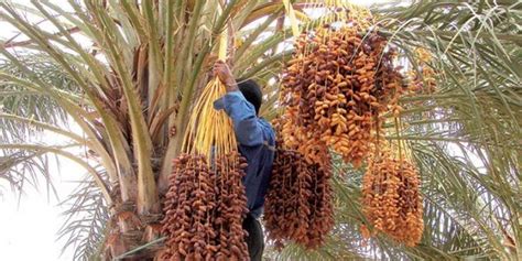 Palmier Dattier Arbre Providence Des Oasis De Tafilalet