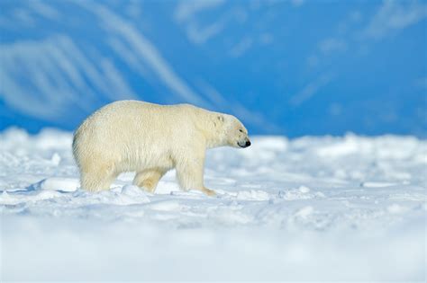 Curiosidades Sobre Los Osos Polares
