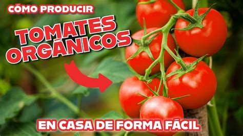 Secretos para tener éxito cultivando tomates en casa Choclos y cosecha