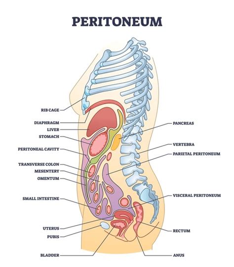 Abdominopelvic Cavity Images Stock Photos D Objects Vectors