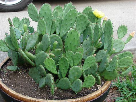 Prickly Pear Cactus Opuntia Humifusa You Might Not Know That It Is