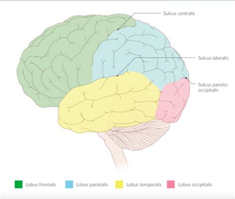 Neurologie Anatomie Flashcards Quizlet