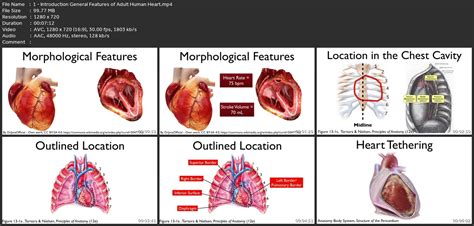 Cardiac Anatomy Physiology AvaxHome