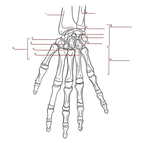 Anatomy Skeleton Lab Practical Part 2 Flashcards Quizlet