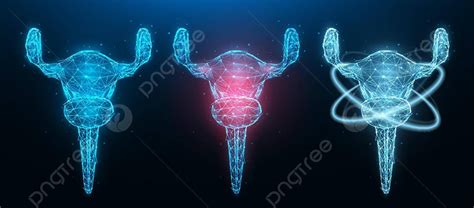 Ilustración De útero Lowpoly Para Uso Médico Tratamiento De Anatomía