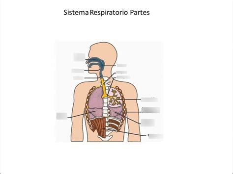 Sistema Respiratorio Diagram Quizlet