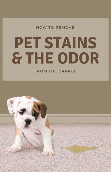 How To Remove Pet Stains The Odor From The Carpet GetCleaningTips