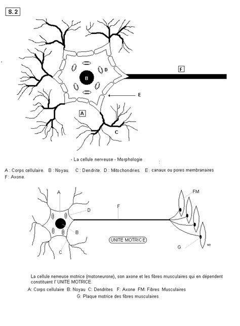Les nerfs sont formés d axones de neurones moteur et de neurones