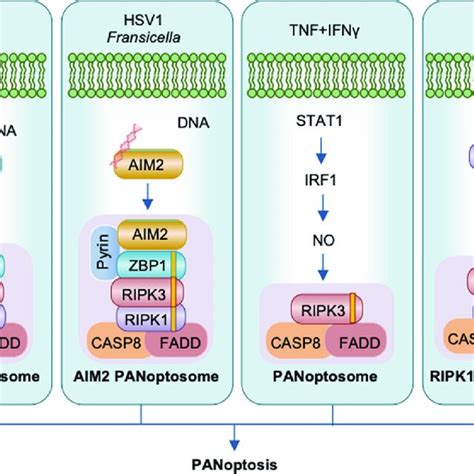 Molecular Mechanisms Of Ferroptosis Ferroptosis Is Primarily Driven By