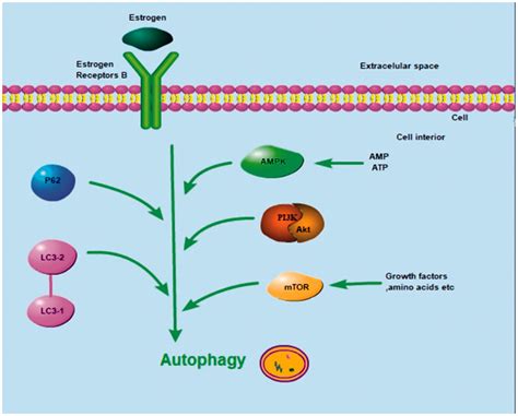 Molecular mechanisms of estrogen receptor β induced apoptosis and