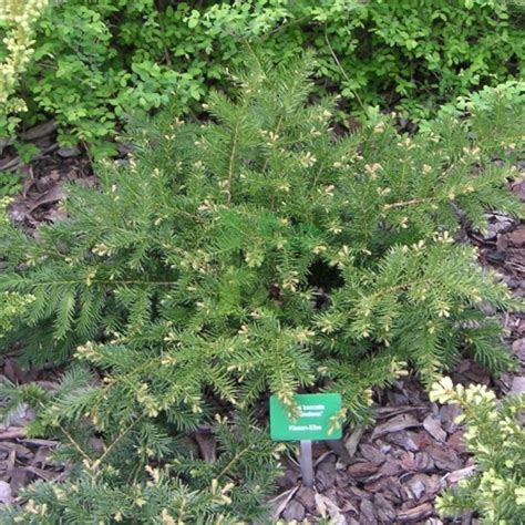 Taxus Baccata Repandens Cis Pospolity Kaczergis