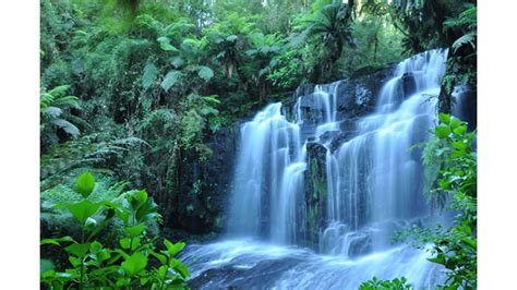 Tropical Rainforest Wallpaper 58 Pictures WallpaperSet