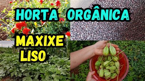 HORTA ORGÂNICA NOVA TEVE DOAÇÃO DE SEMENTES sitio sustentabilidade
