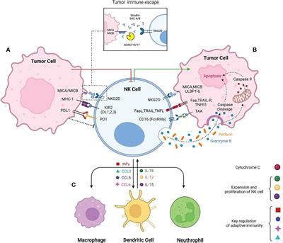 Frontiers Contribution Of Natural Killer Cells In Innate Immunity