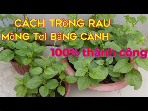 Cách trồng mồng tơi bằng cành cây lớn rất nhanh Trồng 1 lần ăn quanh
