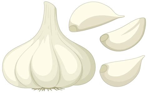 Ajo En Estilo De Dibujos Animados Aislado Vector Gratis