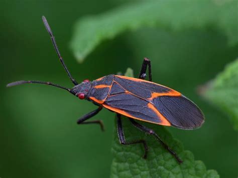 Boxelder Bug Hgtv