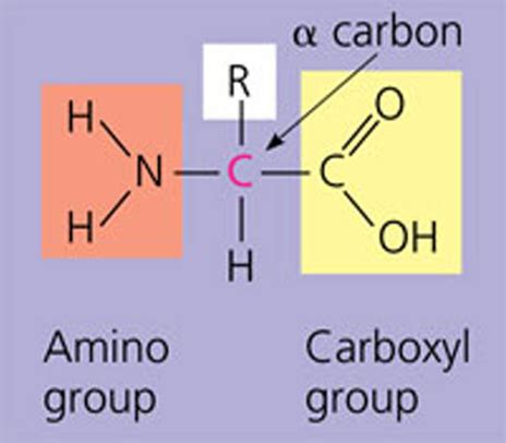 Protein Structure I And Protein Function Flashcards Quizlet