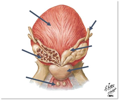 Diagram Of Male Accessory Glands Quizlet