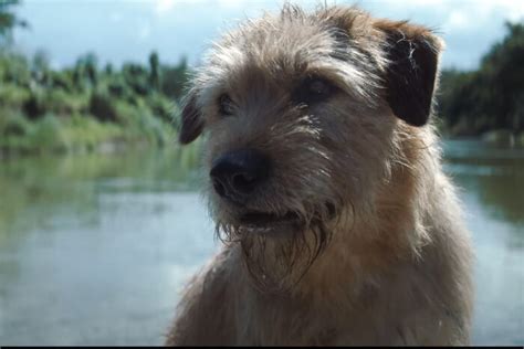In Arthur The King Mark Wahlberg Brings Story Of Adventure Racing