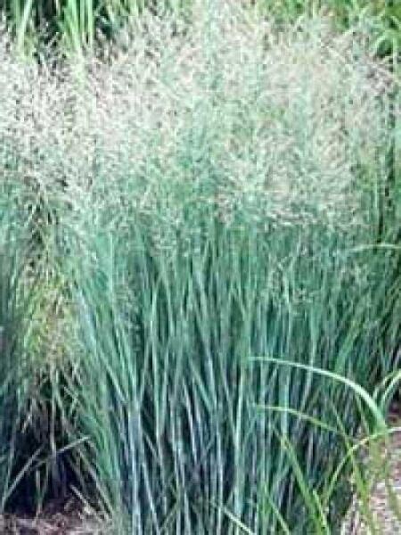 Blaue Rutenhirse Prairie Sky Panicum Virgatum Prairie Sky Kaufen