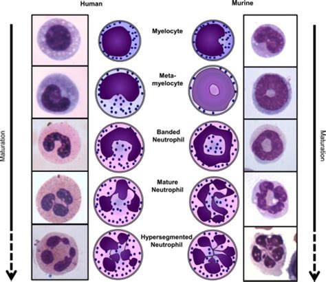 Wbc Morphology Flashcards Quizlet