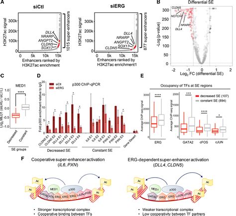 The Transcription Factor Erg Regulates Super Enhancers Associated With