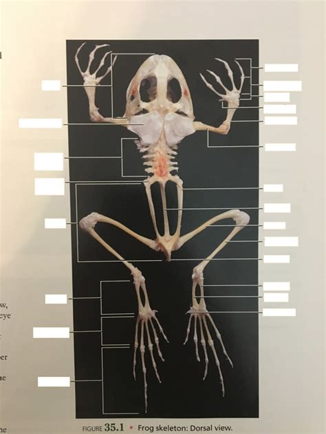 CVA Frog Skeleton Dorsal View Diagram Quizlet