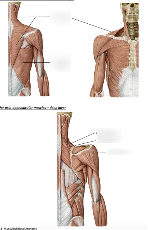 Posterior Axio Appendicular Muscles Diagram Quizlet