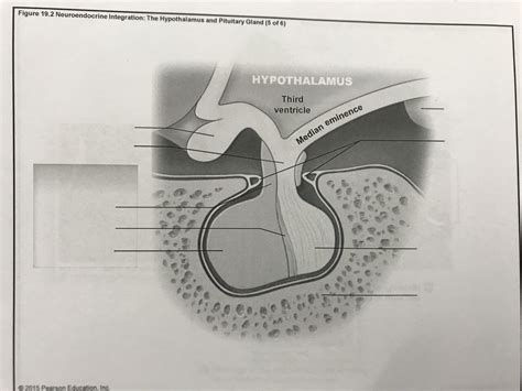 Chapter 19 The Hypothalamus And Pituitary Gland Diagram Quizlet
