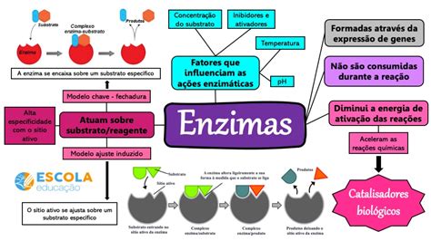 Mapa Mental Enzimas Baixe Gr Tis Esse Mapa Em Pdf