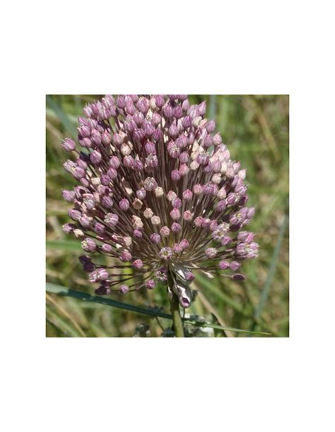 Poireau perpétuel Allium ampeloprasum