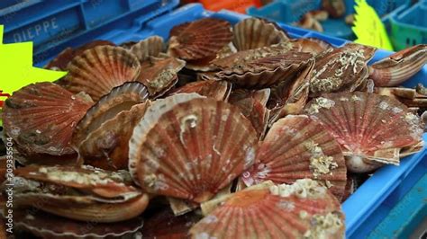 Fresh Scallops At The Fish Market In Normandy France Traditional