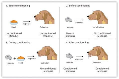 Classical Conditioning Stimulus Response Theory Mechanisms Examples