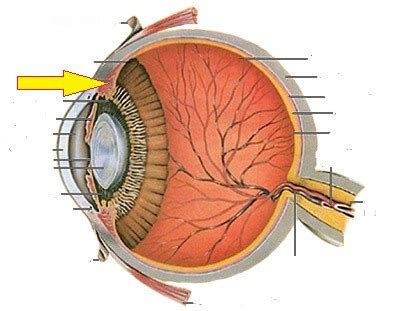 Anatomy Of The Eye Flashcards Quizlet