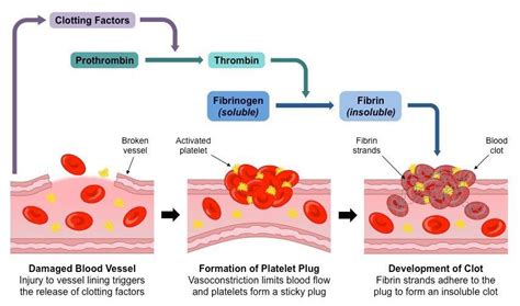 Blood Clot Process Diagram Identify The Components Labelled