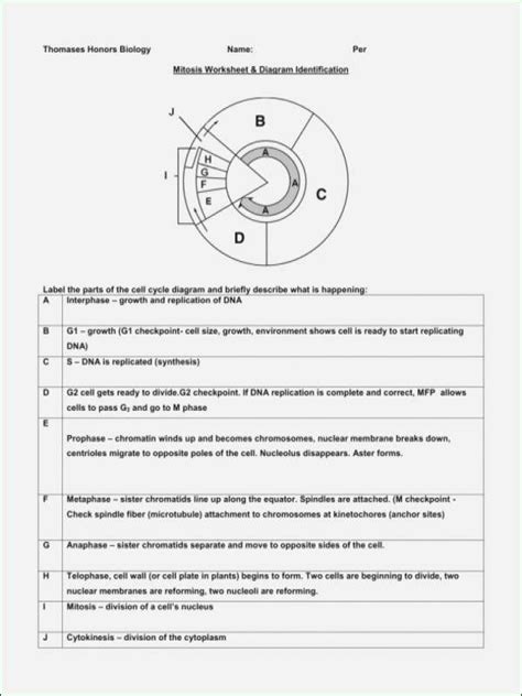 Cell Cycle Worksheet