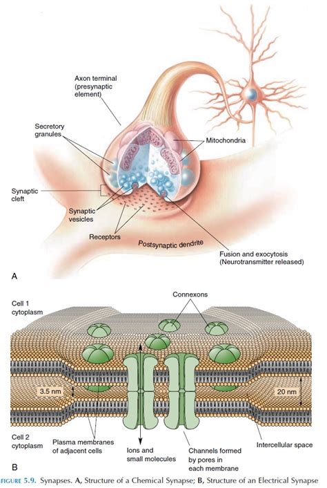 Electrical Synapses Nervous System