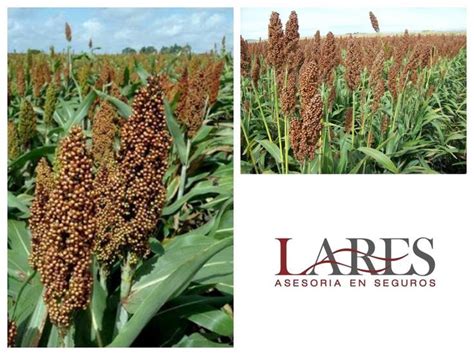SEGUROS PARA EL CULTIVO LARES Comprendemos Los Riesgos Que Generan Las