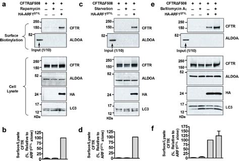 Autophagy Inducers And An Autophgosome Lysosome Fusion Inhibitor Do Not